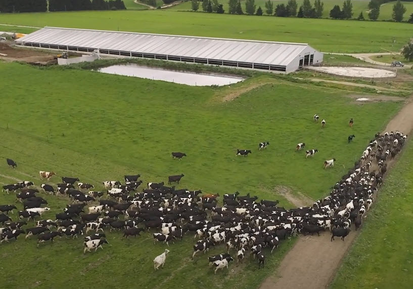 Increasing On-Farm Efficiency | Dairy News | CowManager