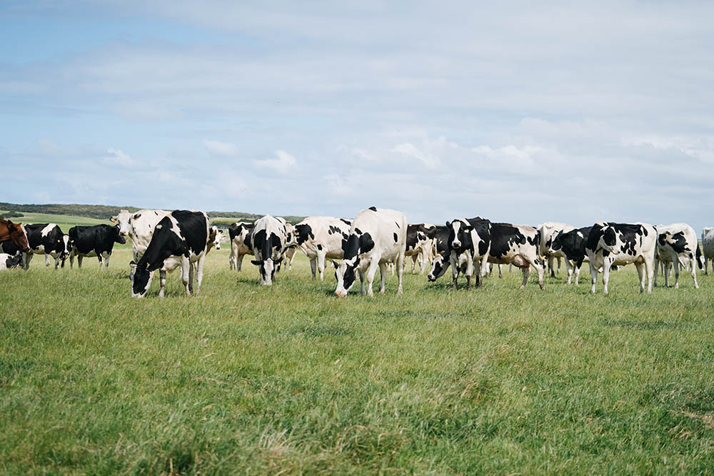 A Cow Monitoring System as Assistant Herdsman | CowManager