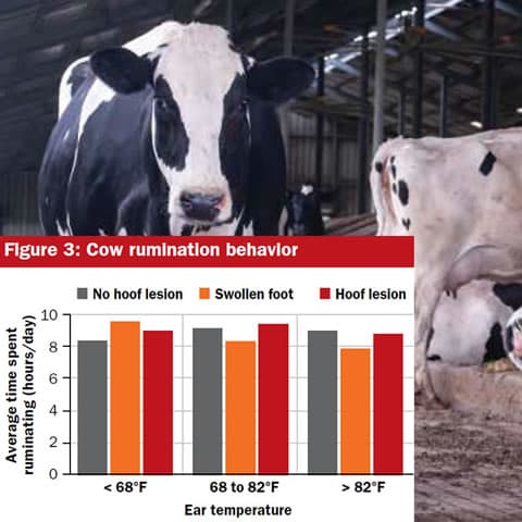 Do Hoof Lesions Affect Heat Detection? | Animal Science Study