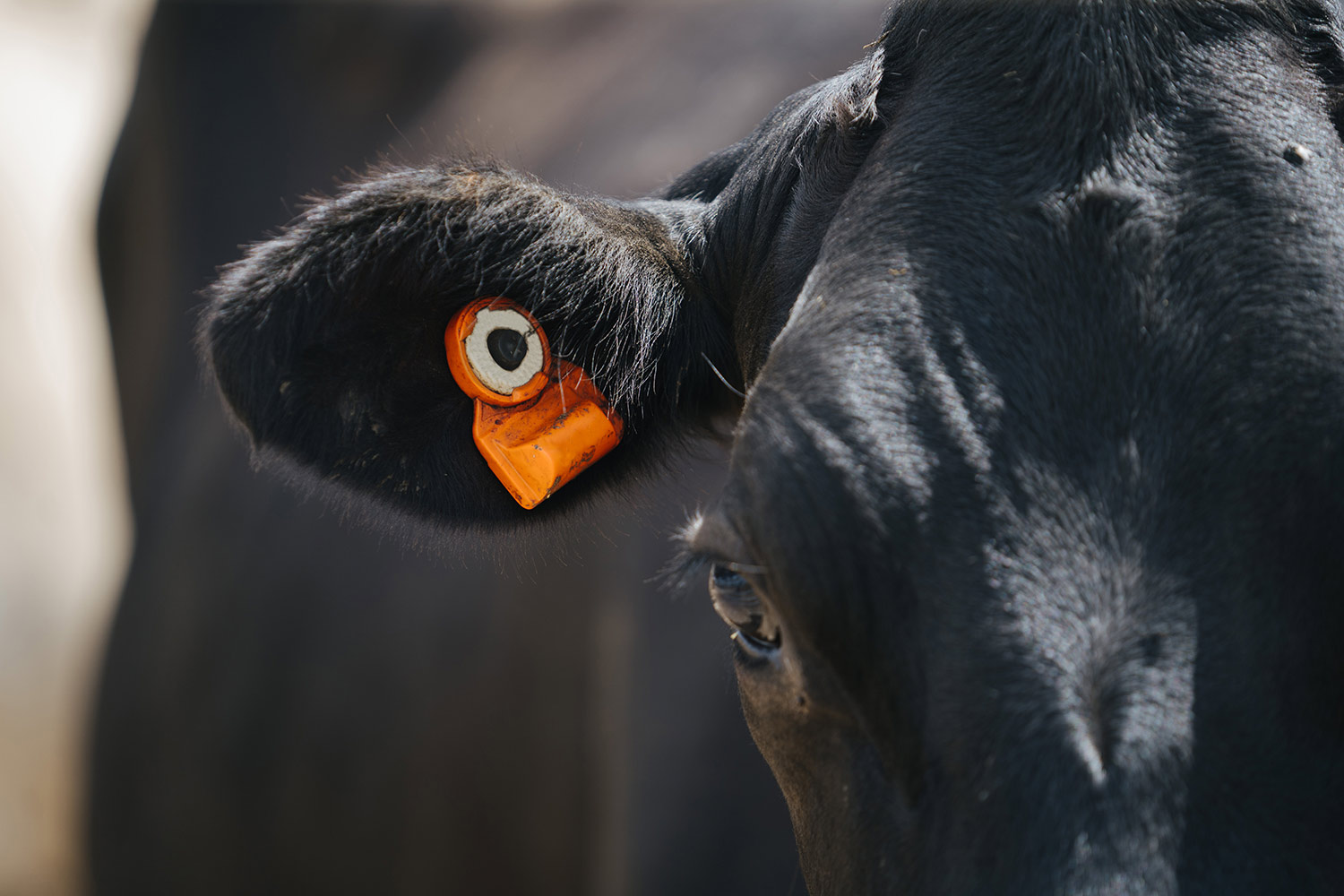 Ear sensors for fertility, health and nutrition insights | CowManager