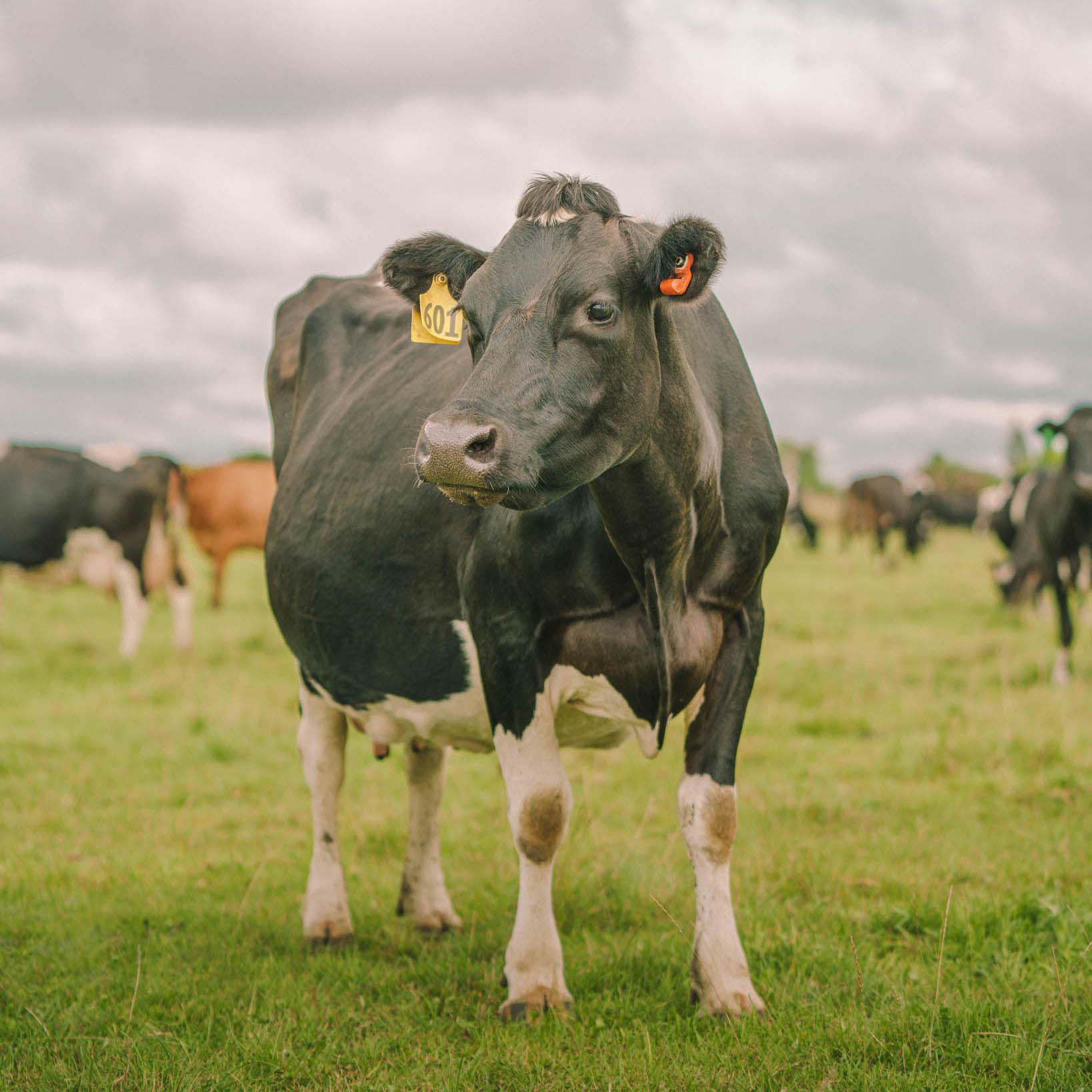 CowManager's Advanced Cow Monitoring System