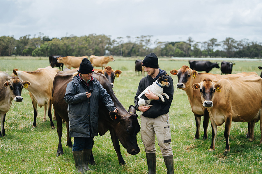 Ear Tags Take Pressure Off | Farmer Stories | CowManager