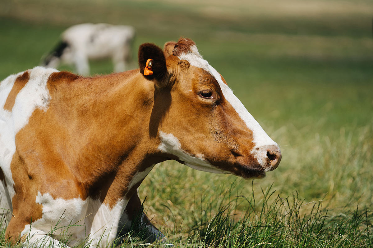 Impact of Ear Temperature in Cow Monitoring | CowManager