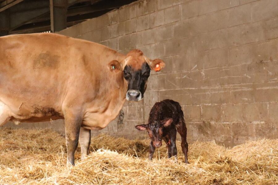 "The Best Cow Monitoring System" | Farmer Stories | CowManager