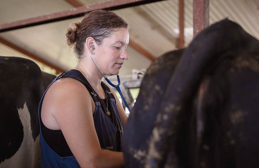 Early Detection of Mastitis in Dairy Cows | CowManager