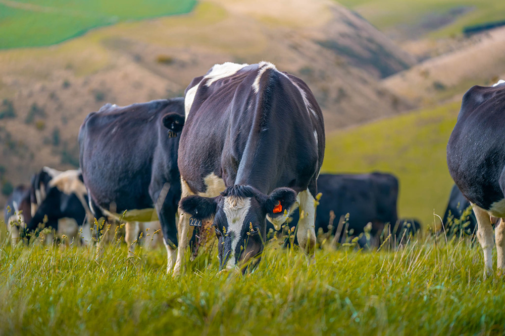 Why Measuring Ear Temperature is Best | CowManager