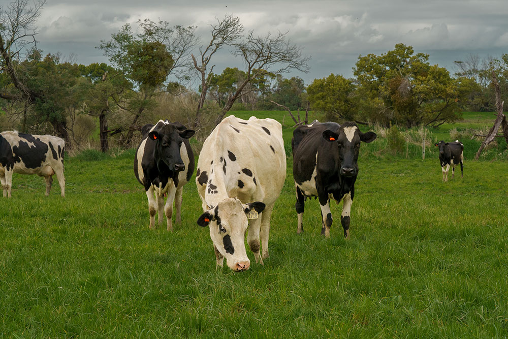 Making Farming Magnificent with Monitoring | Farmer Stories
