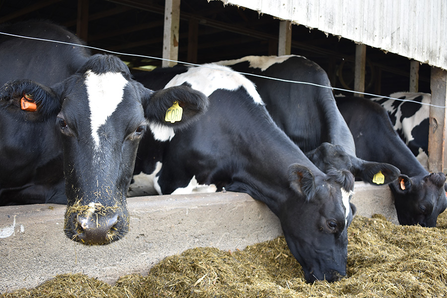 Organic Dairy Farm Management Made Easier | CowManager