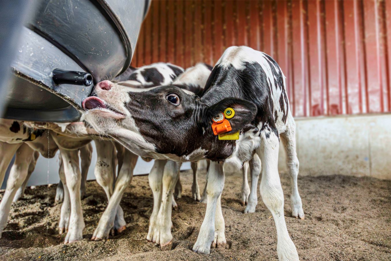 CowManager Introduces Youngstock Monitor | News