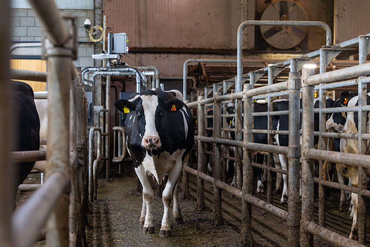 CowManager Introduces Sort my Cow | News