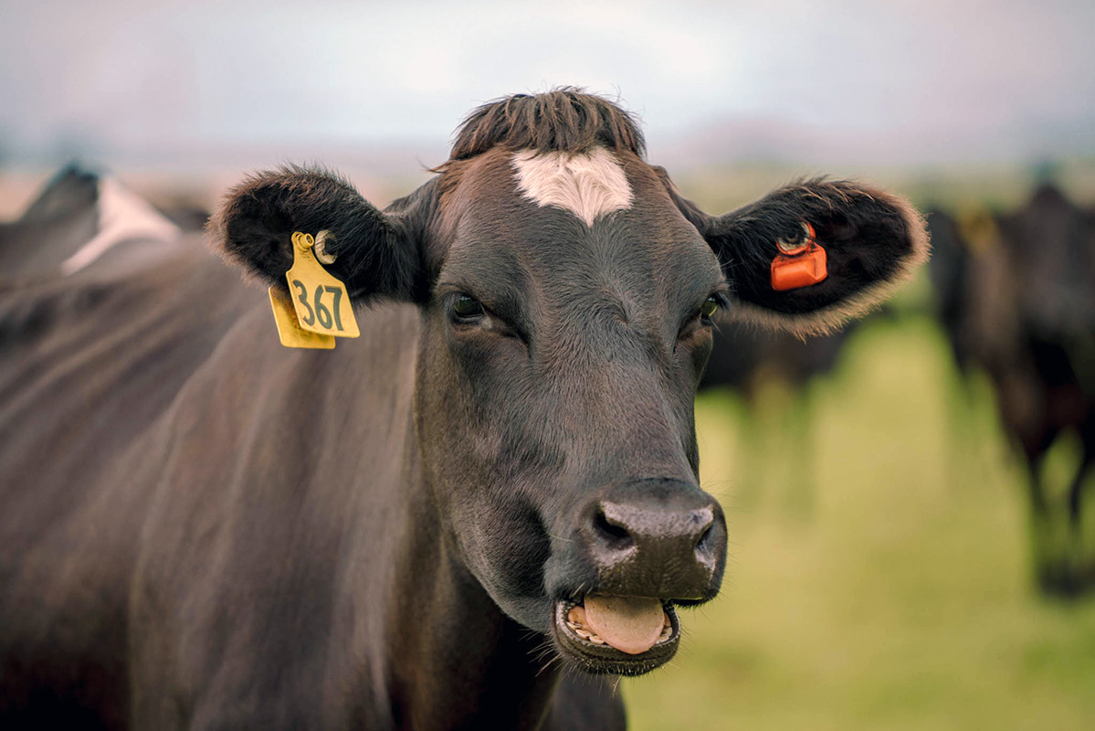 Improving Herd Health: 5 Tips | Industry Insights | CowManager