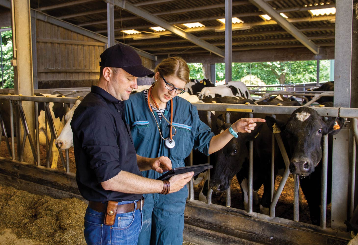 Cow Diseases: How Systems Can Help Detect | CowManager