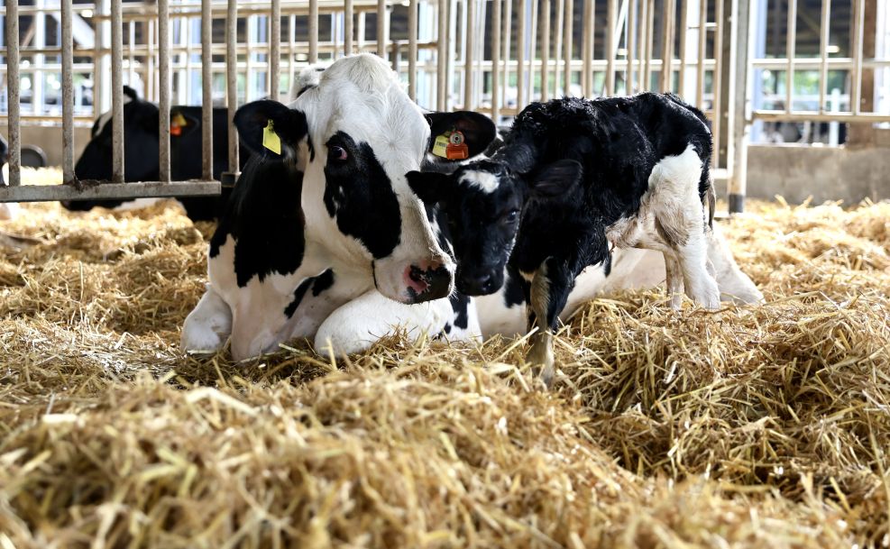 Colostrum for Calves | Quality & Quantity | CowManager