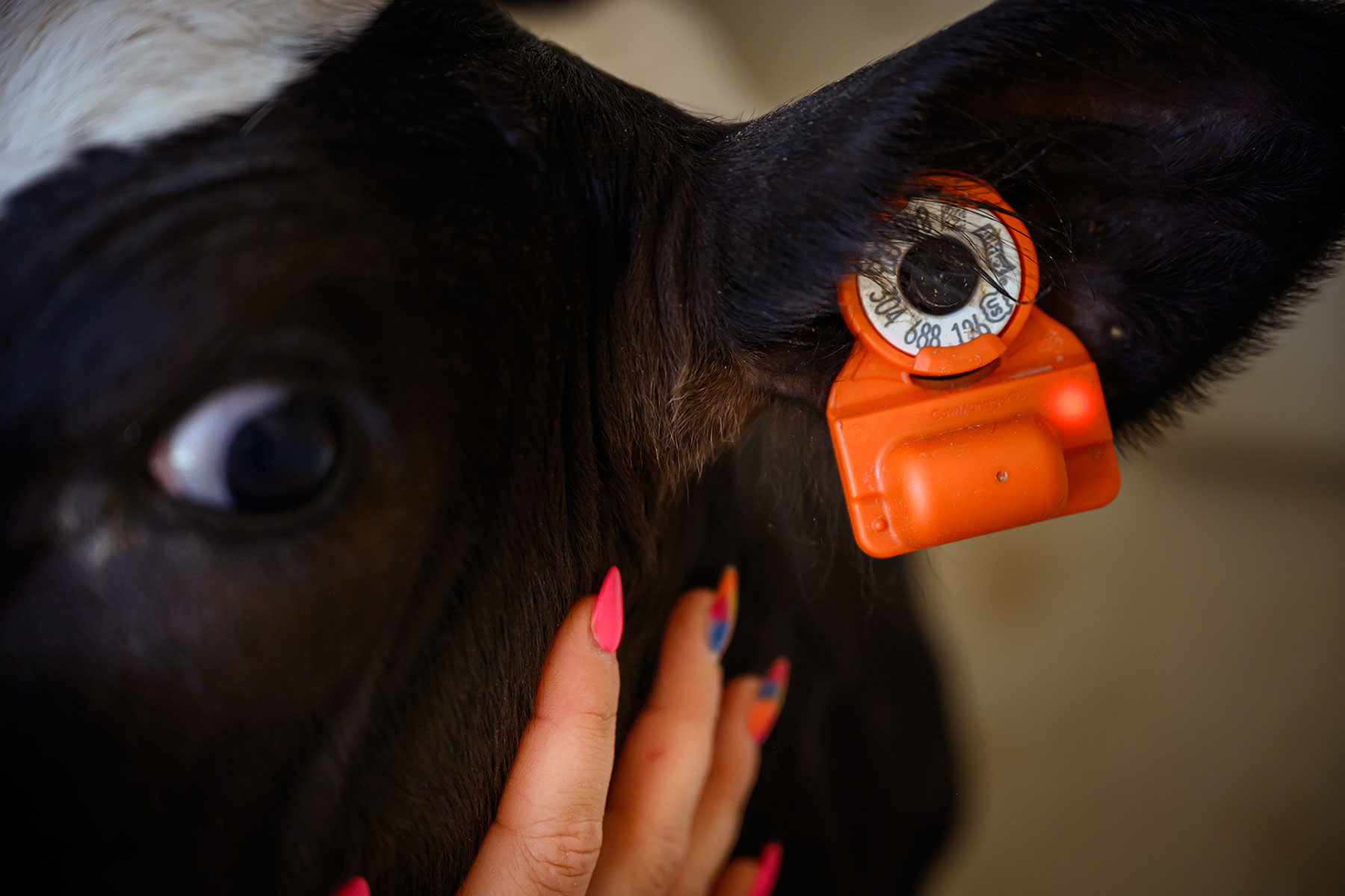 Smarter Management with Find My Cow Flash | CowManager