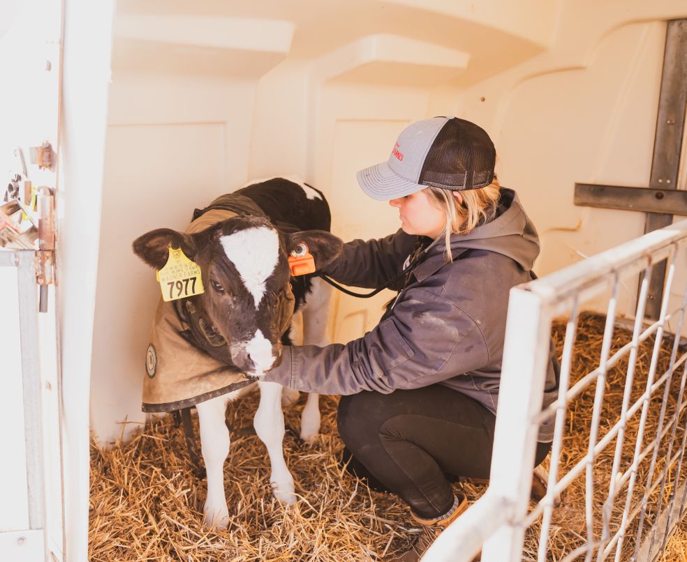 Early Calf Pneumonia Detection | CowManager | Lung Ultrasound