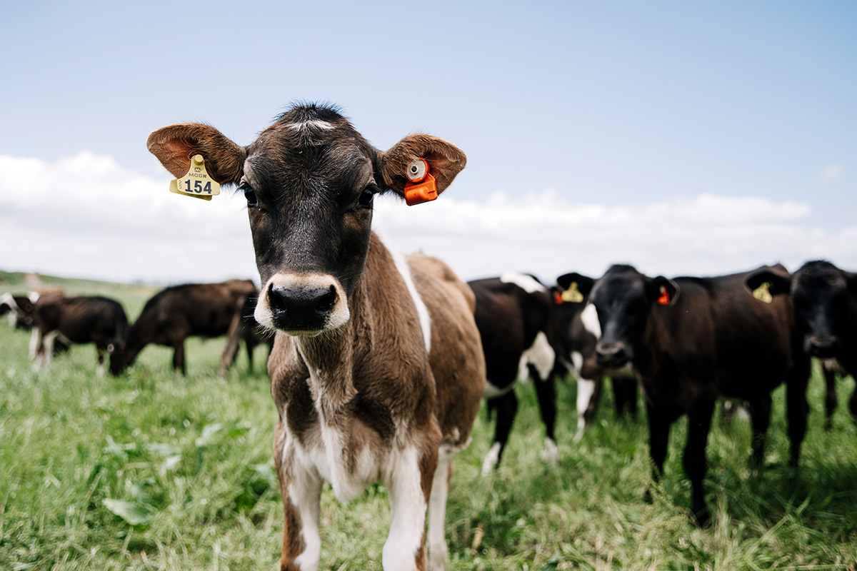 Bovine Respiratory Disease (BRD) | News | CowManager